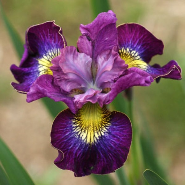 Iris Sibirica Ruffles And Flourished-barerooted