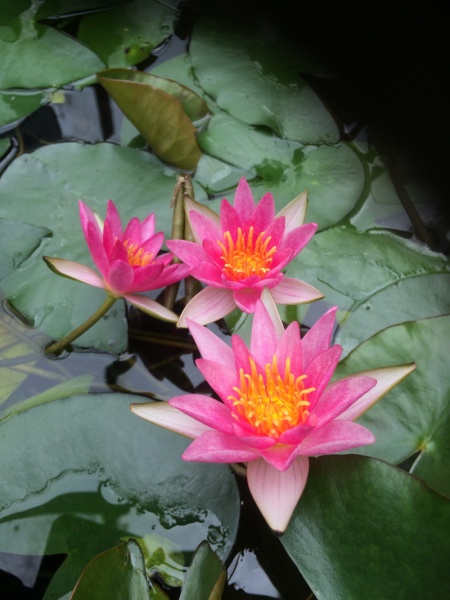 Nymphaea Pygmaea Rubra