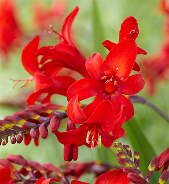 Crocosmia Firestars Diablo-9 cm pots