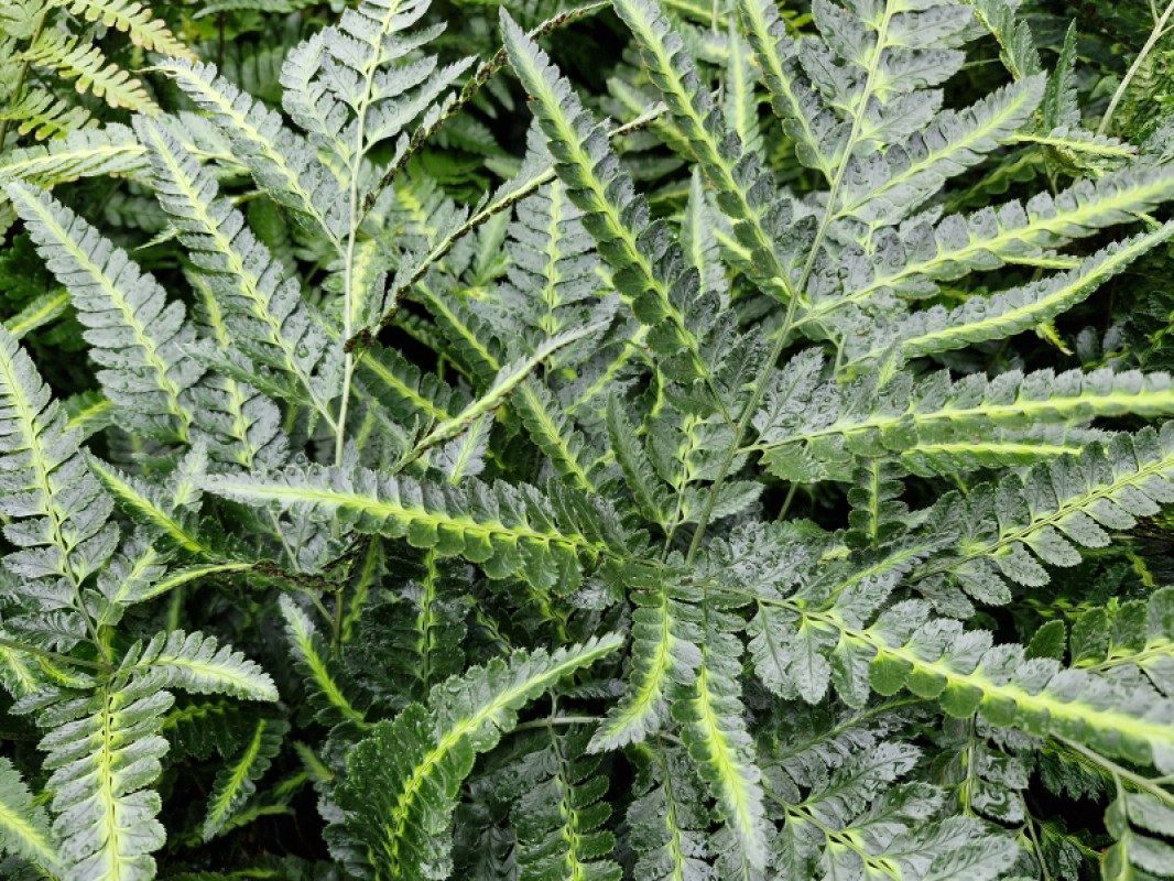 Aracnoides East Indian Holly Fern- plug plants x 3