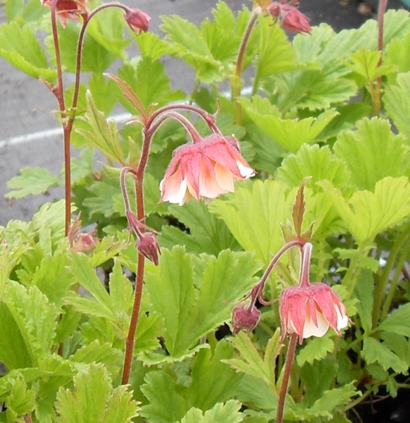 Geum Cream Drop SPECIAL OFFER