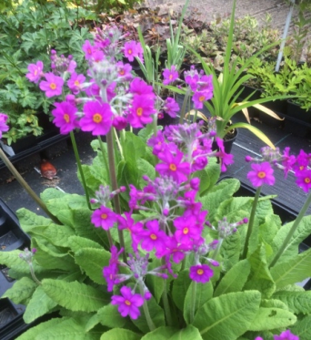 Buying Aquatic Pond Plants for Sale | Lilies Water Gardens UK