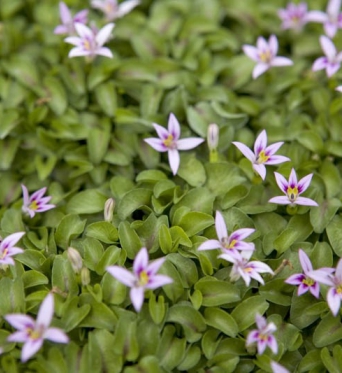 Buying Aquatic Pond Plants for Sale | Lilies Water Gardens UK